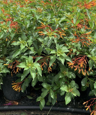 Firebush Dwarf for Sale | PlantologyUSA.com – Plantology USA