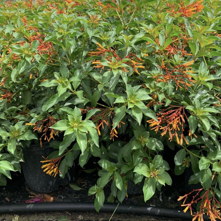 Firebush Dwarf for Sale | PlantologyUSA.com – Plantology USA