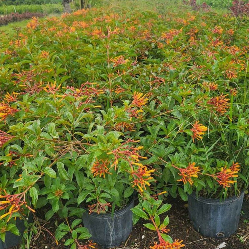 Firebush Dwarf for Sale | PlantologyUSA.com – Plantology USA