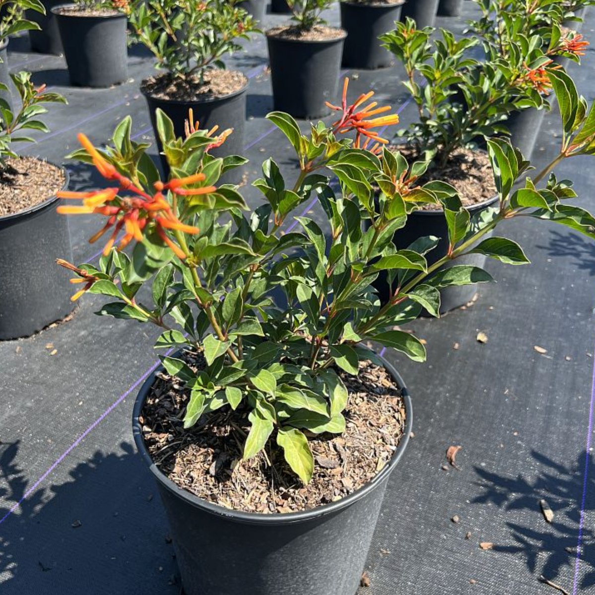 Firebush Dwarf for Sale | PlantologyUSA.com – Plantology USA
