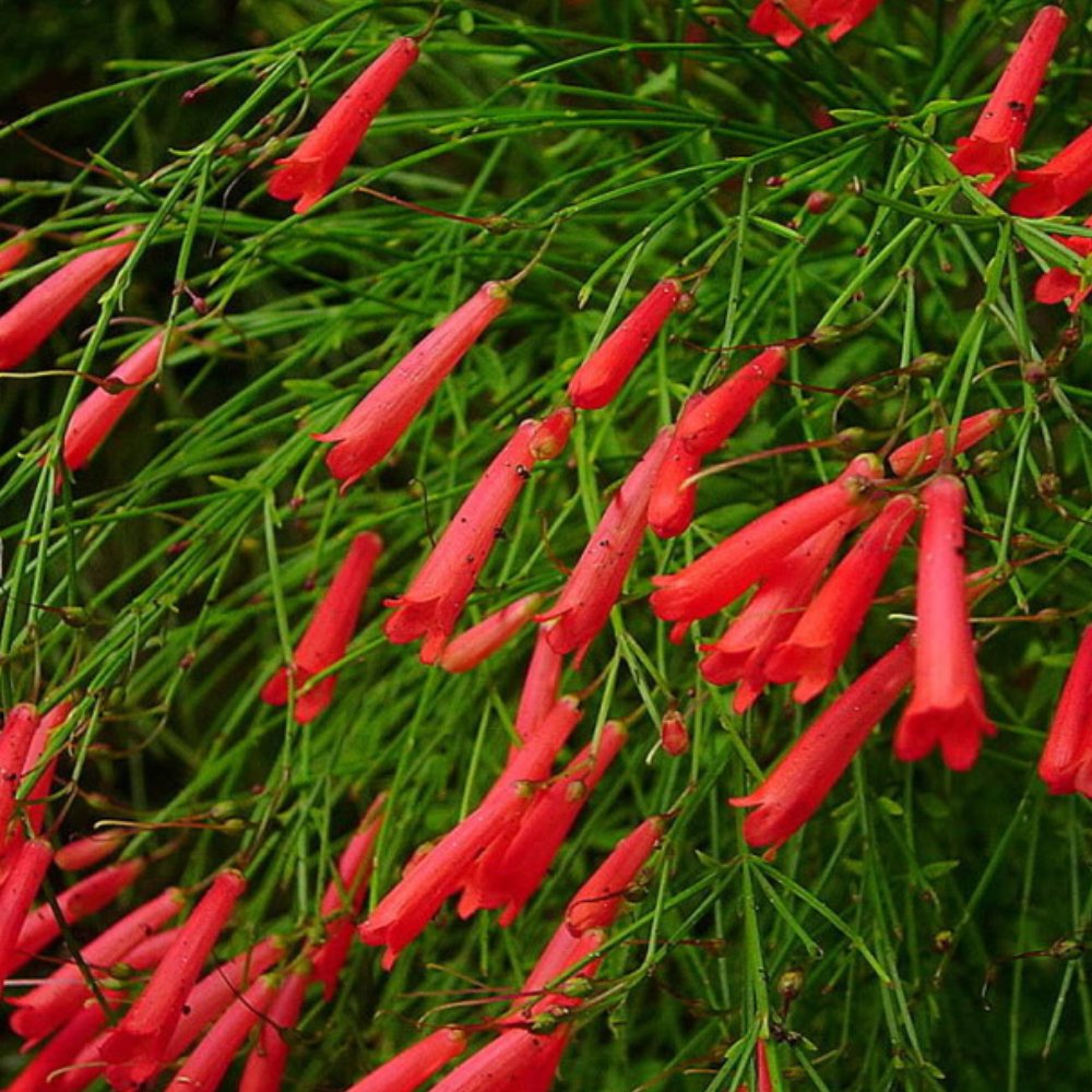 Firecracker Red for Sale | PlantologyUSA.com