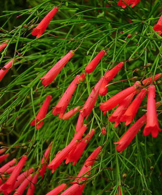 Firecracker Red for Sale | PlantologyUSA.com – Plantology USA