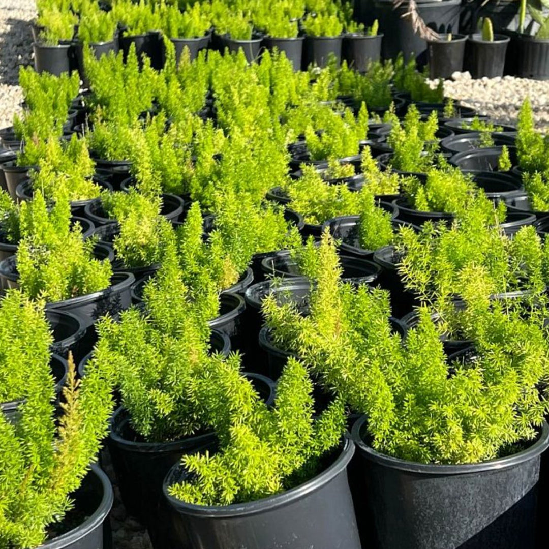 Foxtail Fern for Sale | PlantologyUSA.com – Plantology USA