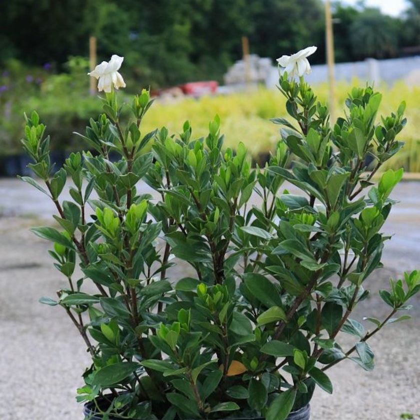 Gardenia Dwarf for Sale | PlantologyUSA.com – Plantology USA