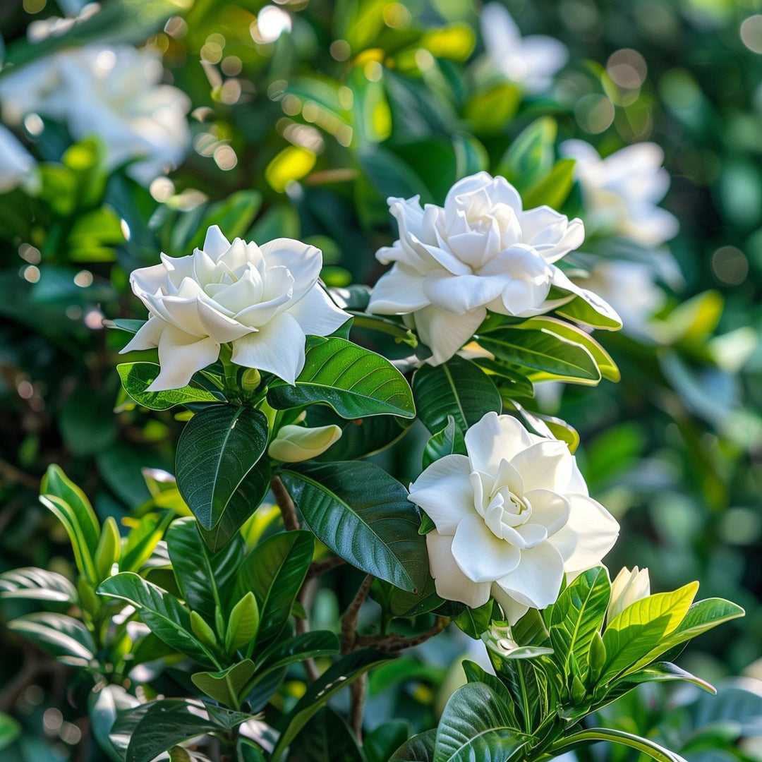 Gardenia Grafted Miami Supreme for Sale | PlantologyUSA.com