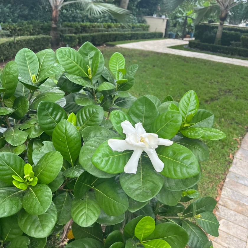 Gardenia Tahitian Bush for Sale | PlantologyUSA.com – Plantology USA