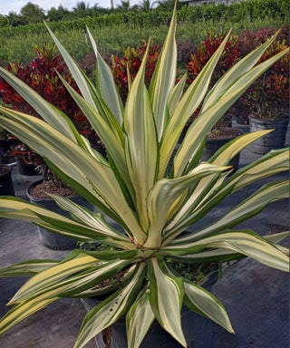 Giant False Agave, Variegated for Sale | PlantologyUSA.com – Plantology USA