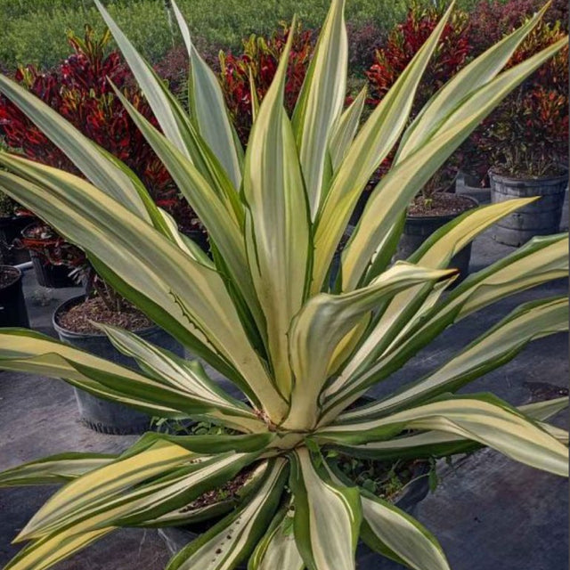 Giant False Agave, Variegated for Sale | PlantologyUSA.com – Plantology USA