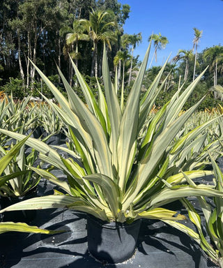 Giant False Agave, Variegated for Sale | PlantologyUSA.com – Plantology USA