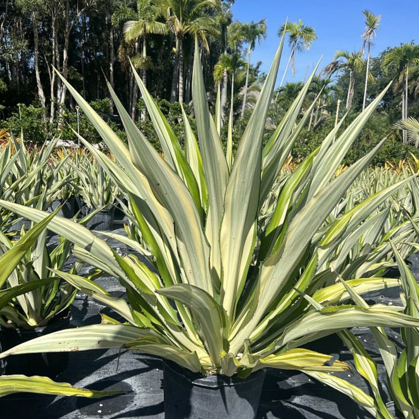 Giant False Agave, Variegated for Sale | PlantologyUSA.com – Plantology USA