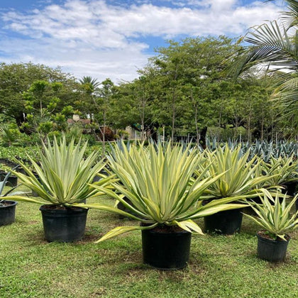 Giant False Agave, Variegated for Sale | PlantologyUSA.com – Plantology USA