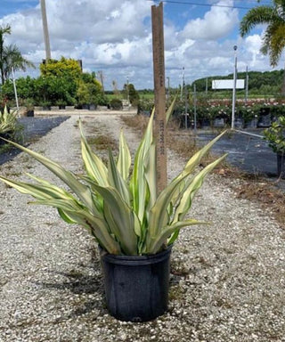 Giant False Agave, Variegated for Sale | PlantologyUSA.com – Plantology USA