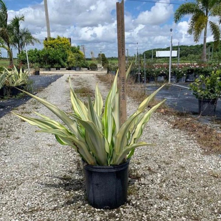 Giant False Agave, Variegated for Sale | PlantologyUSA.com – Plantology USA