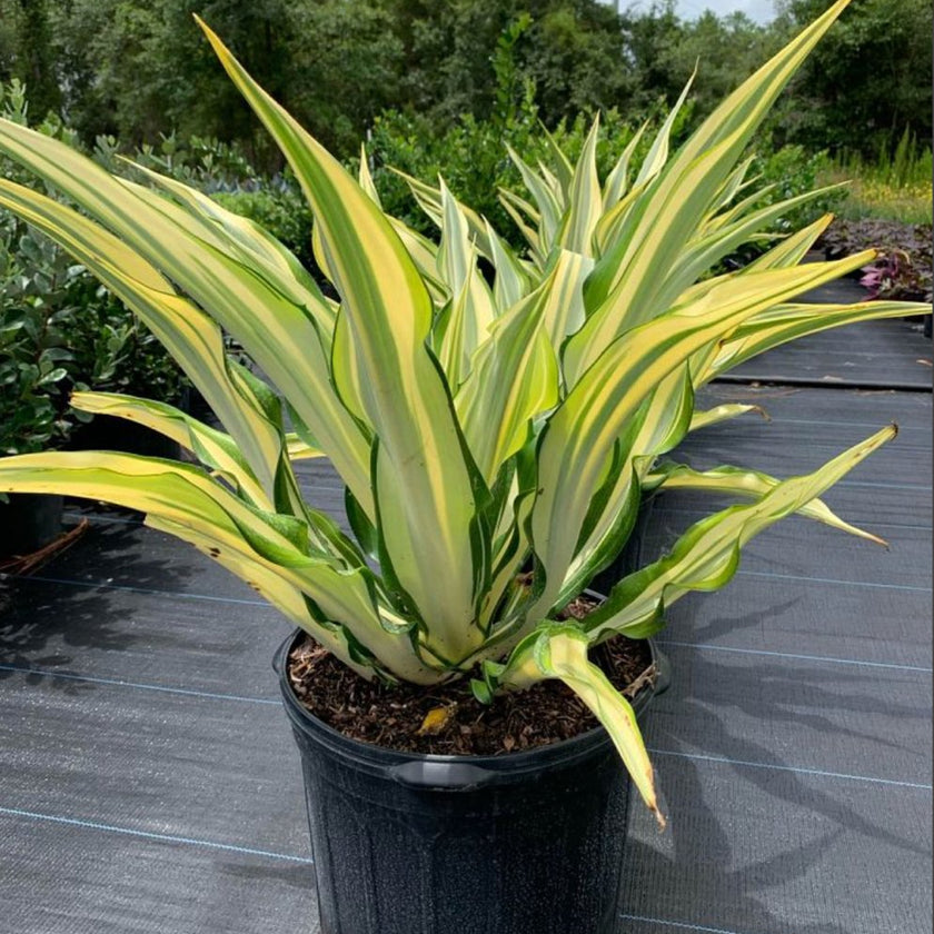 Giant False Agave, Variegated for Sale | PlantologyUSA.com – Plantology USA
