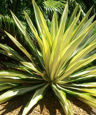 Giant False Agave, Variegated for Sale | PlantologyUSA.com – Plantology USA