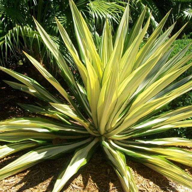 Giant False Agave, Variegated for Sale | PlantologyUSA.com – Plantology USA