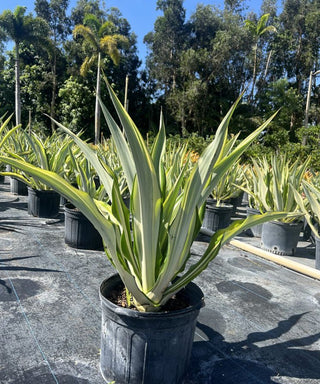 Giant False Agave, Variegated for Sale | PlantologyUSA.com – Plantology USA