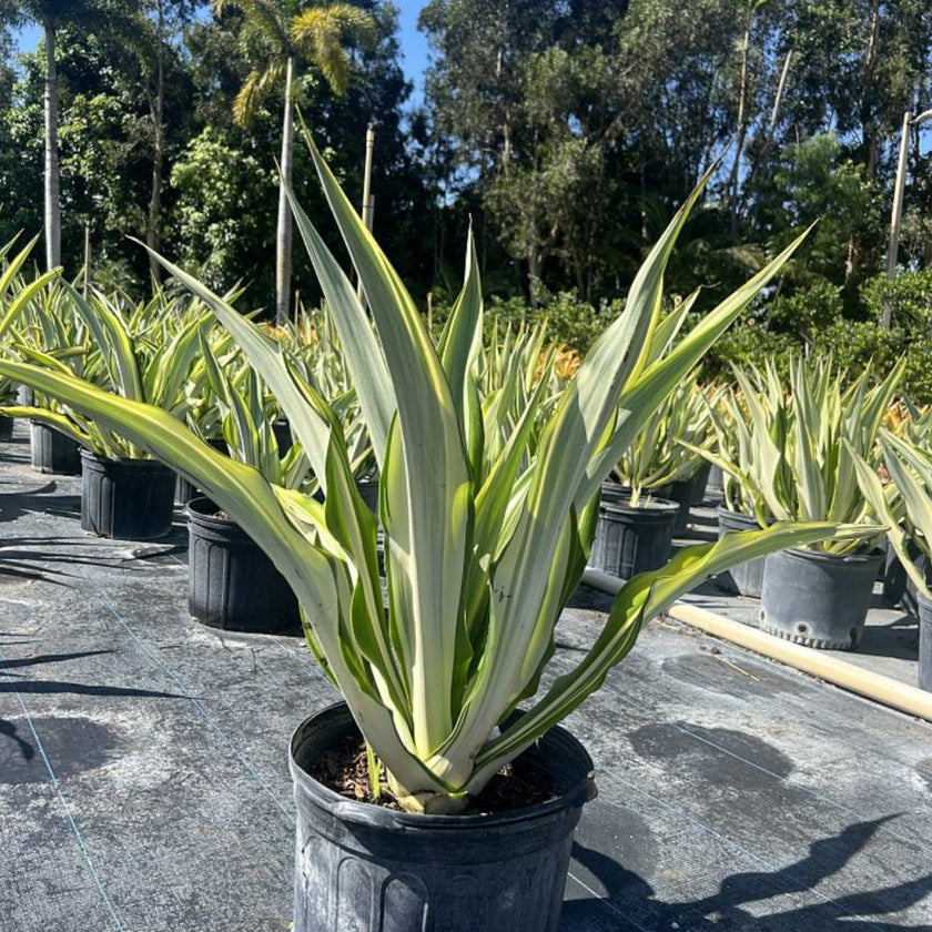 Giant False Agave, Variegated for Sale | PlantologyUSA.com – Plantology USA