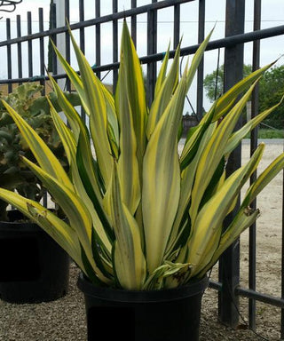 Giant False Agave, Variegated for Sale | PlantologyUSA.com – Plantology USA