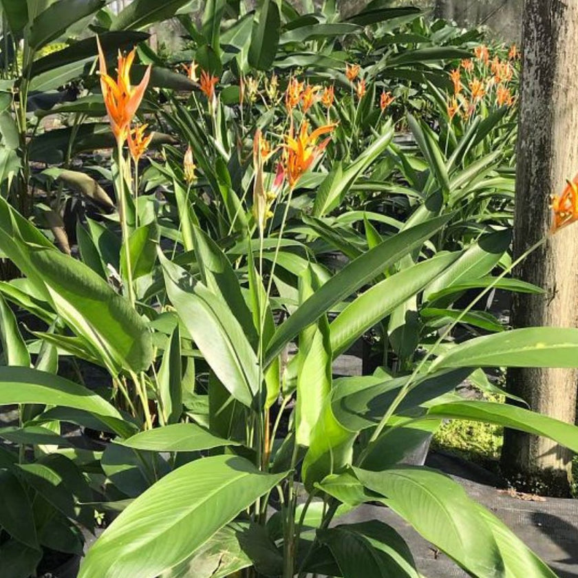 Heliconia 'Choconiana' for Sale | PlantologyUSA.com – Plantology USA
