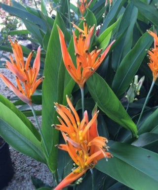 Heliconia 'Choconiana' for Sale | PlantologyUSA.com – Plantology USA