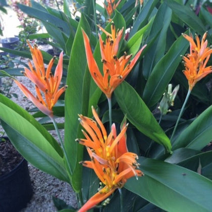 Heliconia 'Choconiana' for Sale | PlantologyUSA.com – Plantology USA