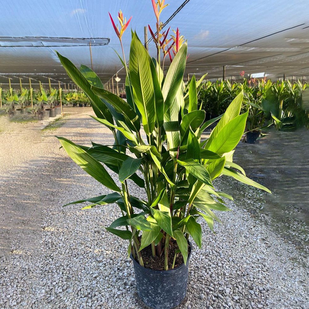 Heliconia Psittacorum 'Lady Di'for Sale | PlantologyUSA.com ...