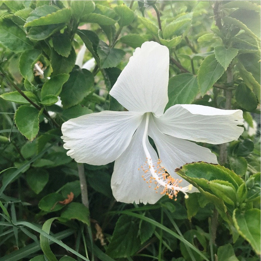Hibiscus Standard La France for Sale | PlantologyUSA.com – Plantology USA
