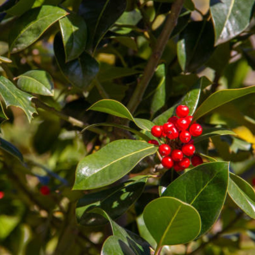 Ilex Bufordii Holly for Sale | PlantologyUSA.com – Plantology USA