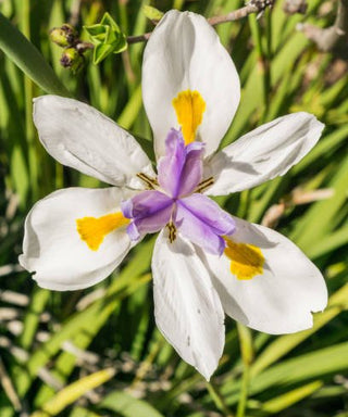 African Iris White