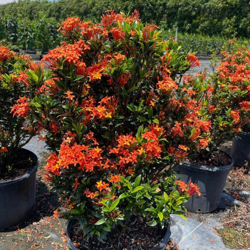 Ixora Dwarf Carmen Orange for Sale | PlantologyUSA.com – Plantology USA