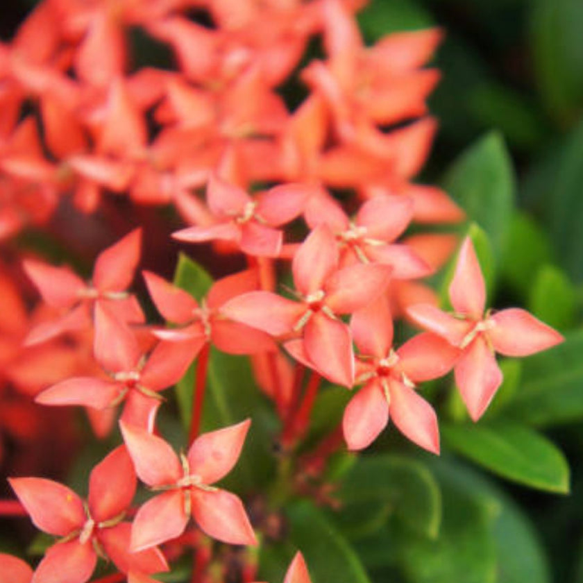 Ixora Dwarf Carmen Orange for Sale | PlantologyUSA.com – Plantology USA