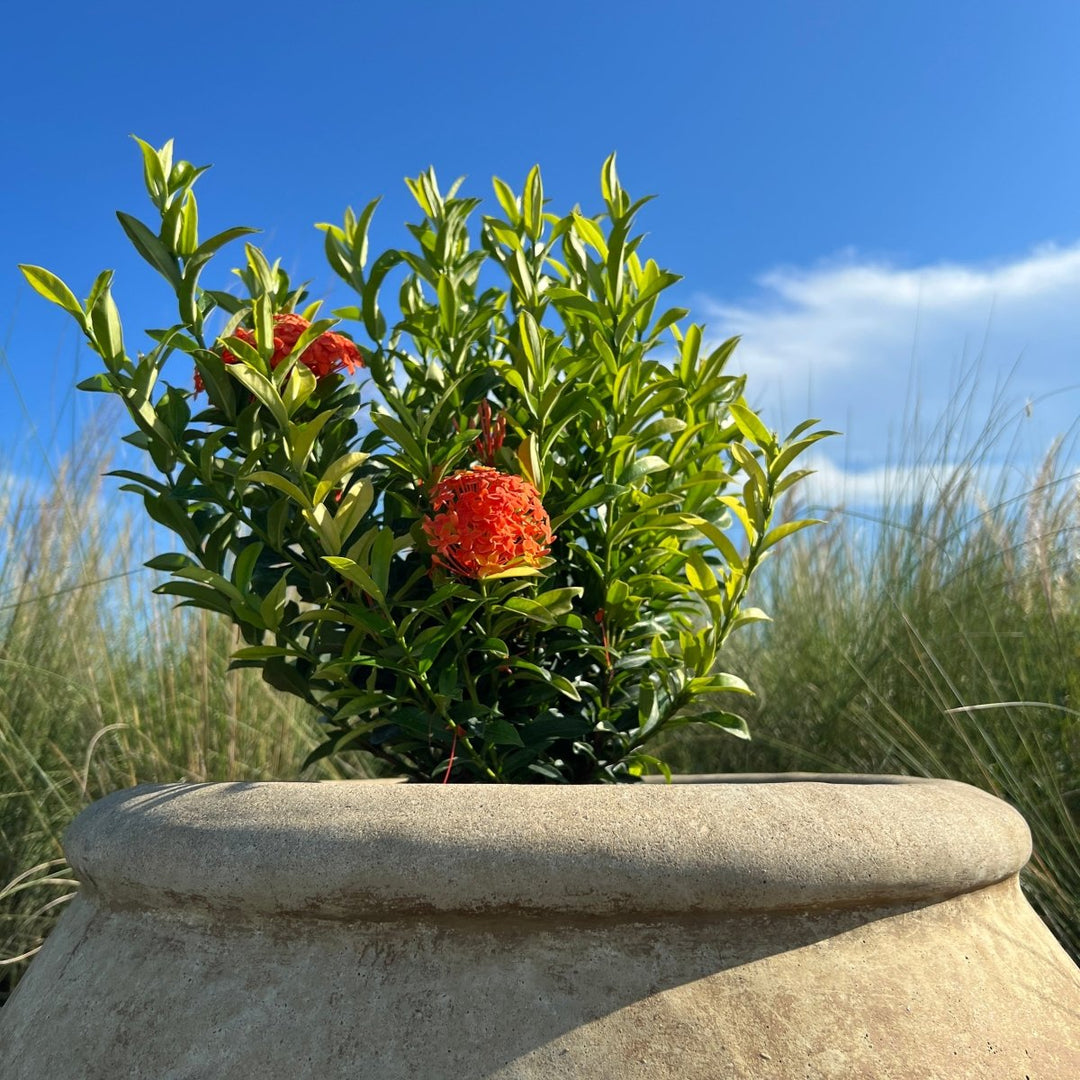 Ixora Dwarf Carmen Orange for Sale | PlantologyUSA.com – Plantology USA