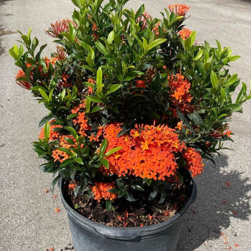 Ixora Dwarf Carmen Orange for Sale | PlantologyUSA.com – Plantology USA