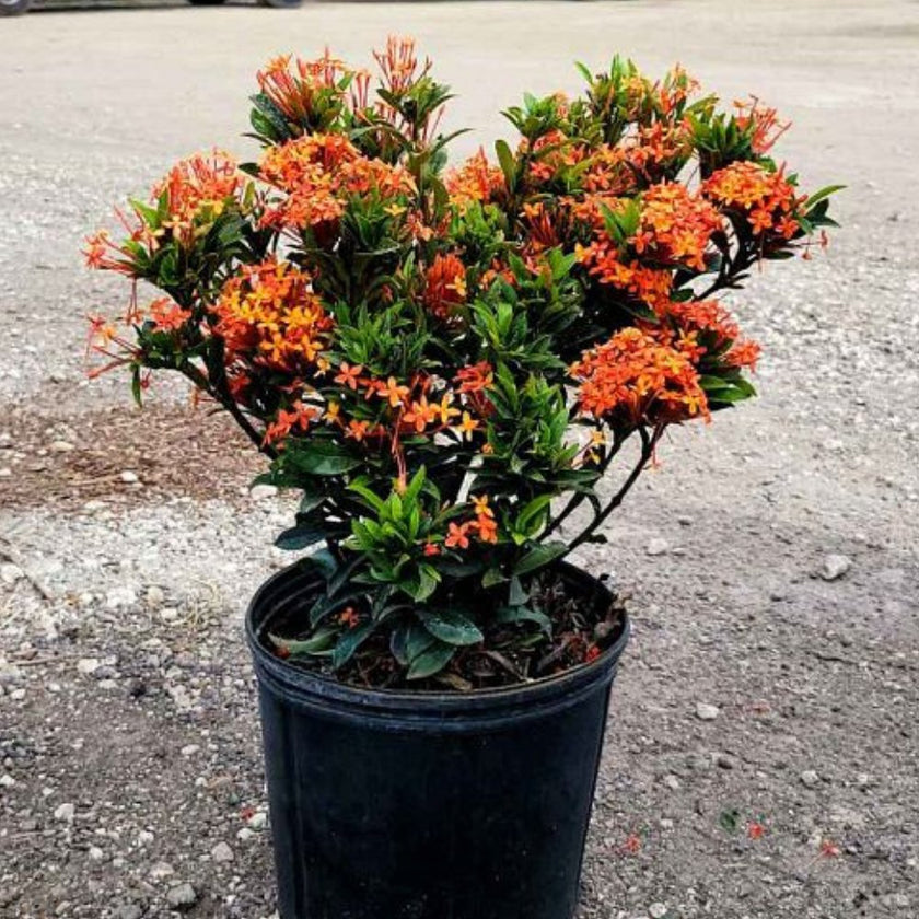Ixora Dwarf Carmen Orange for Sale | PlantologyUSA.com – Plantology USA