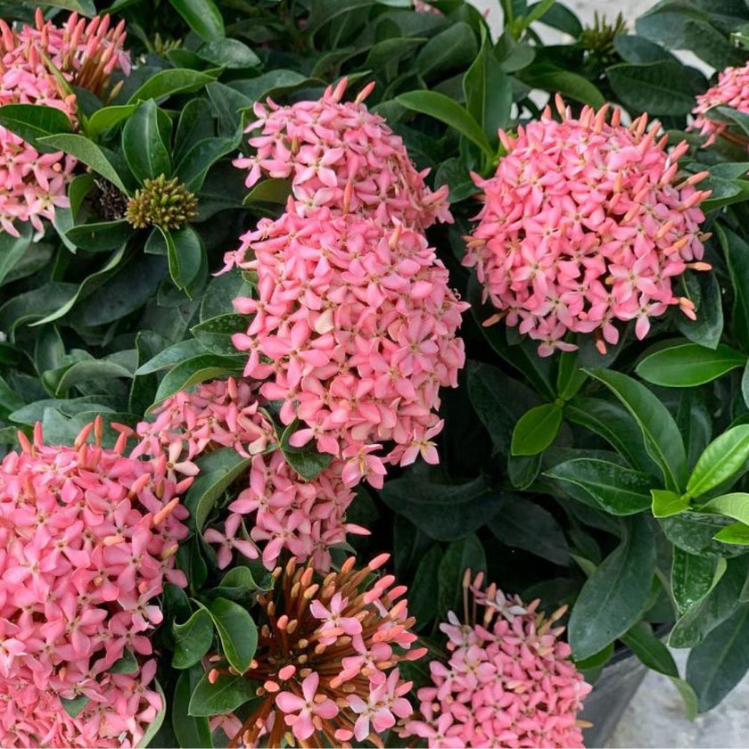 Ixora Dwarf Pink for Sale | PlantologyUSA.com – Plantology USA