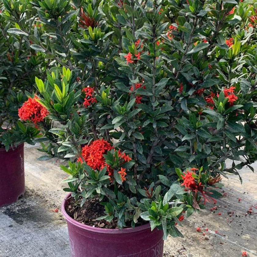 Ixora Dwarf Red for Sale | PlantologyUSA.com – Plantology USA