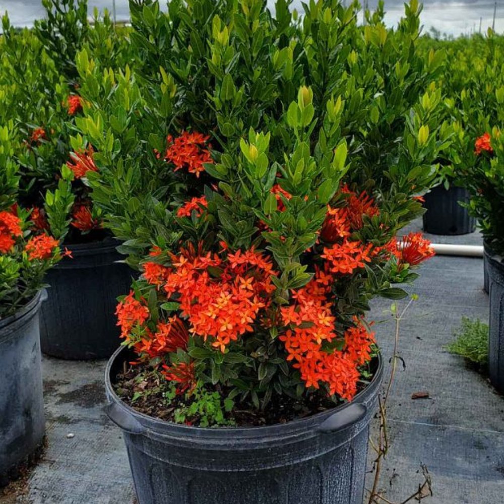 Ixora Dwarf Red for Sale PlantologyUSA Plantology USA