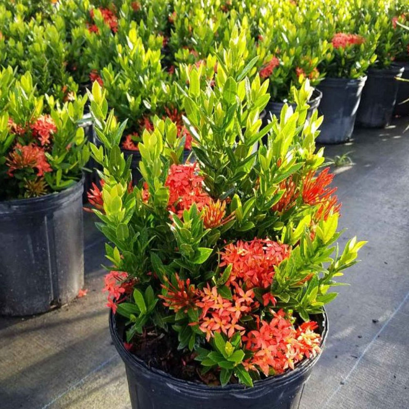 Ixora Dwarf Red for Sale | PlantologyUSA.com – Plantology USA