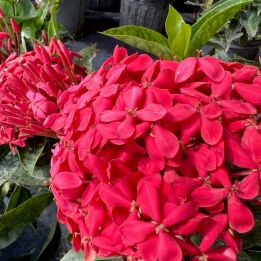 Ixora Nora Giant for Sale | PlantologyUSA.com – Plantology USA