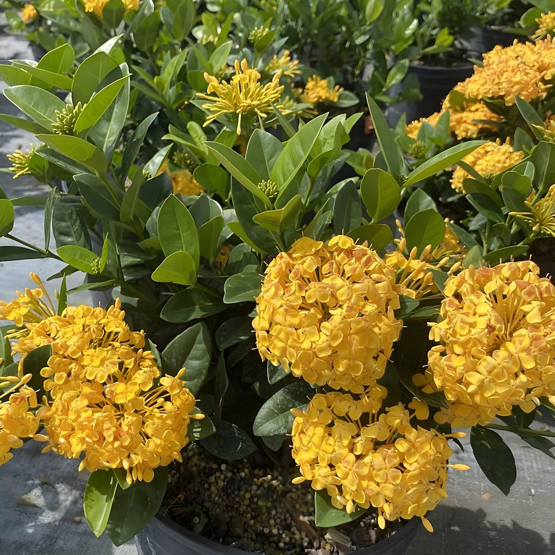 Ixora Yellow Maui for Sale | PlantologyUSA.com – Plantology USA