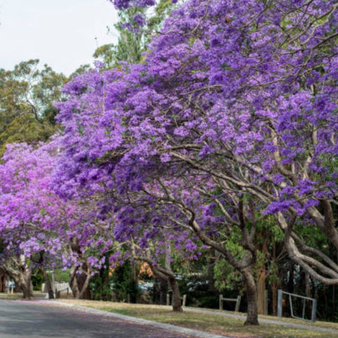 Jacaranda (Jacaranda mimosifolia) for Sale | Plantology – Plantology USA