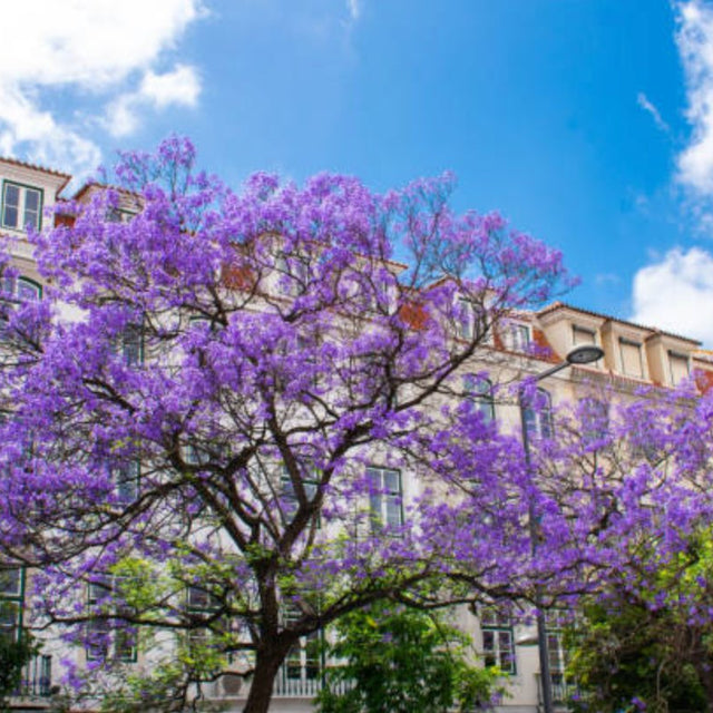 Jacaranda (Jacaranda mimosifolia) for Sale | Plantology – Plantology USA