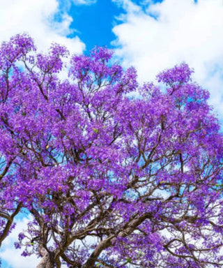 Jacaranda (Jacaranda mimosifolia) for Sale | Plantology – Plantology USA