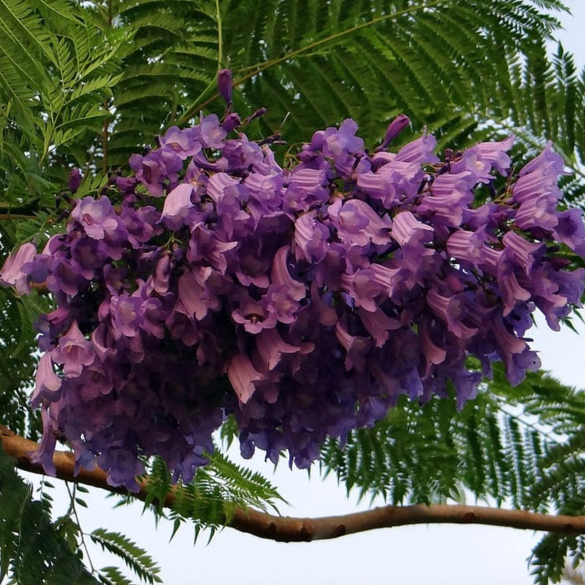 Jacaranda (Jacaranda mimosifolia) for Sale | Plantology – Plantology USA