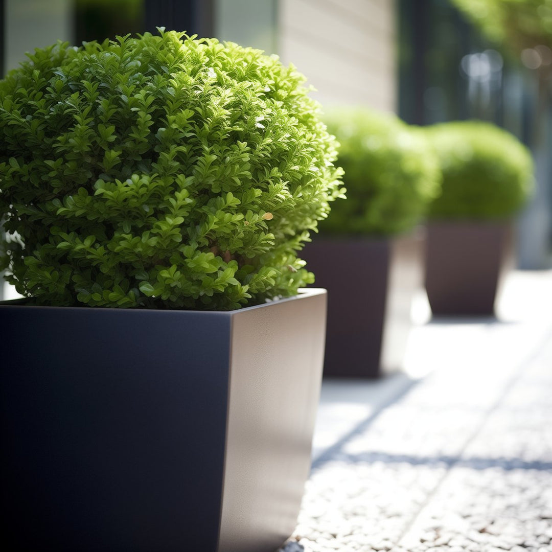 Japanese Boxwood for Sale | PlantologyUSA.com – Plantology USA