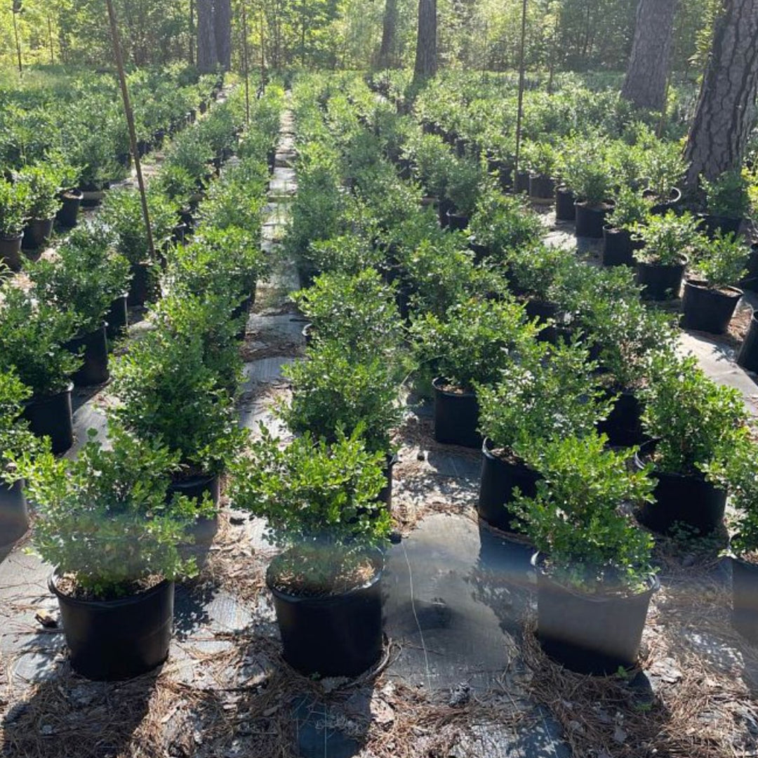 Japanese Boxwood for Sale | PlantologyUSA.com – Plantology USA