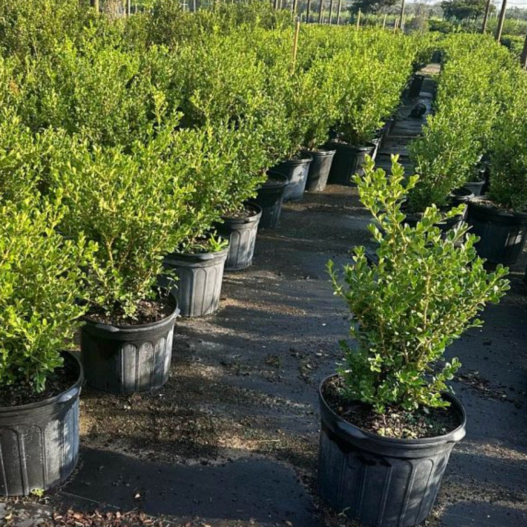 Japanese Boxwood for Sale | PlantologyUSA.com – Plantology USA
