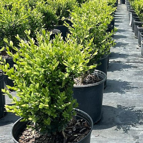Japanese Boxwood for Sale | PlantologyUSA.com