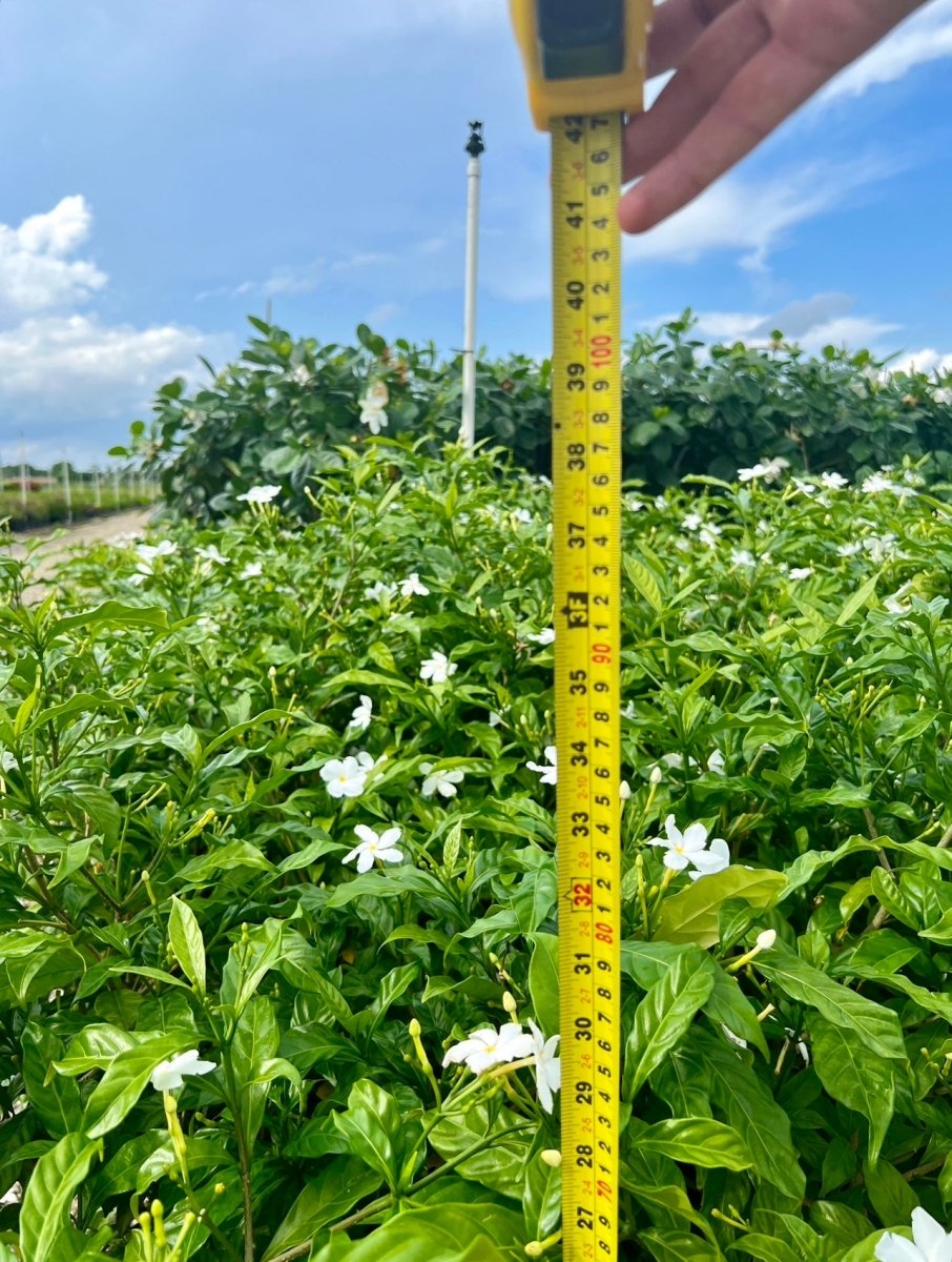 Jasmine Pinwheel for Sale | PlantologyUSA.com – Plantology USA